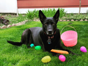 Adoption/Foster Info | German Shepherd Rescue, Inc.